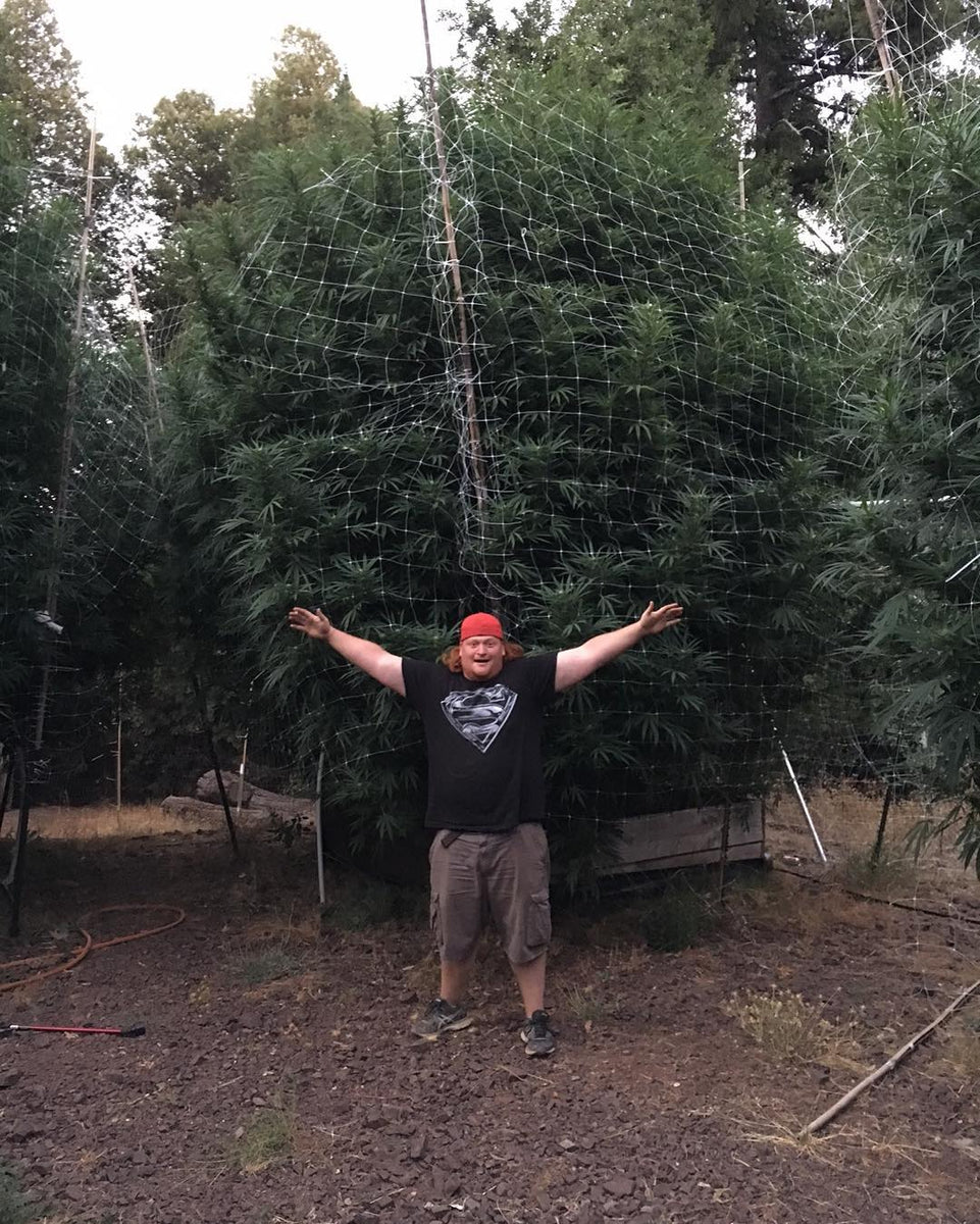 Blue Dream F5 – Rebel Grown