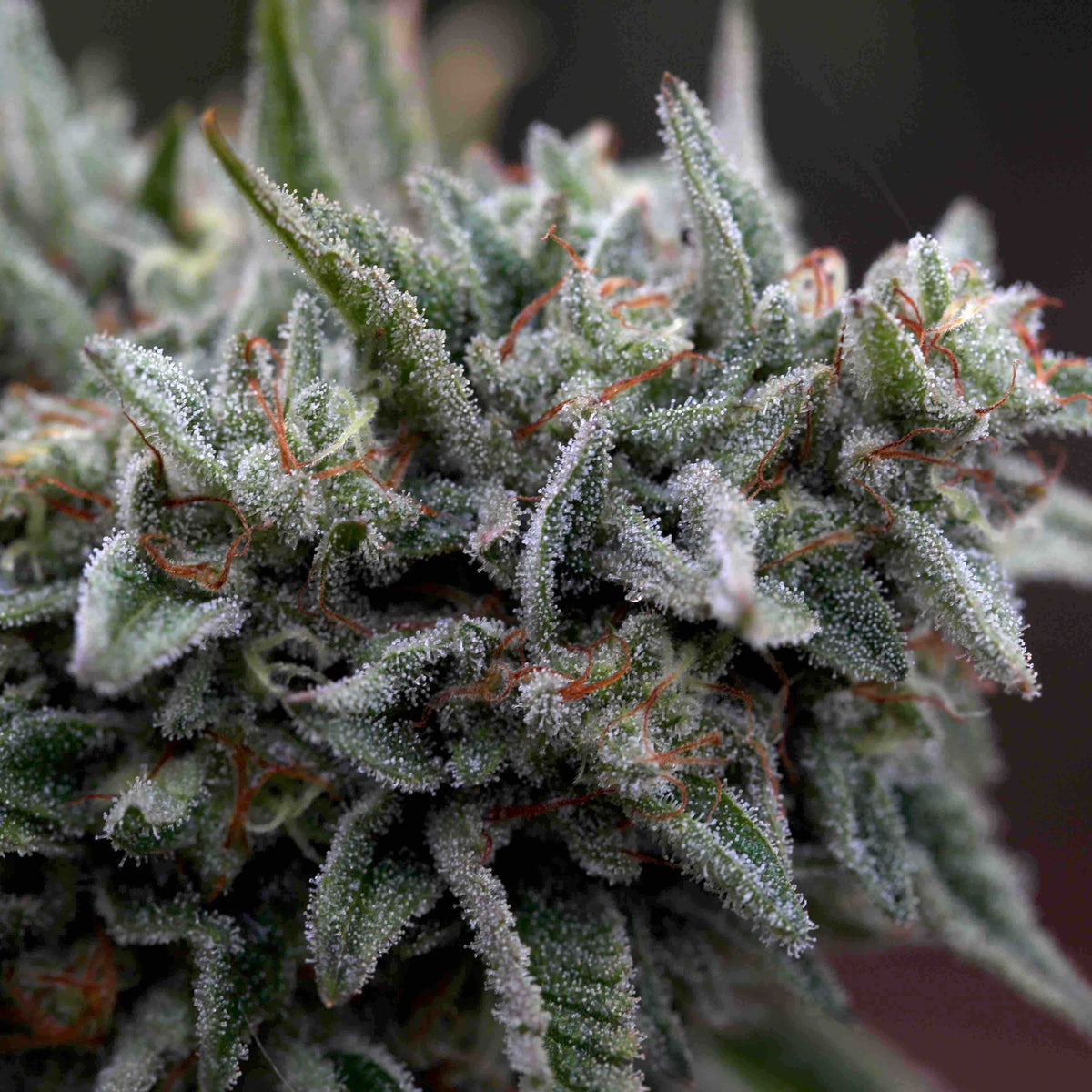 Double OG Chem – Rebel Grown